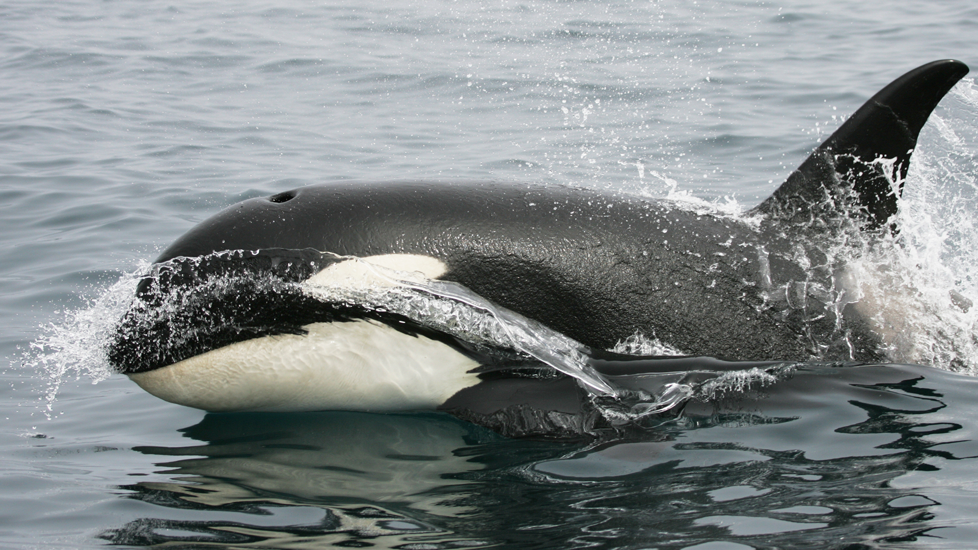 Canada: Regulations Regarding Protecting Killer Whale in Southern ... Canada: Regulations Regarding Protecting Killer Whale in Southern ...