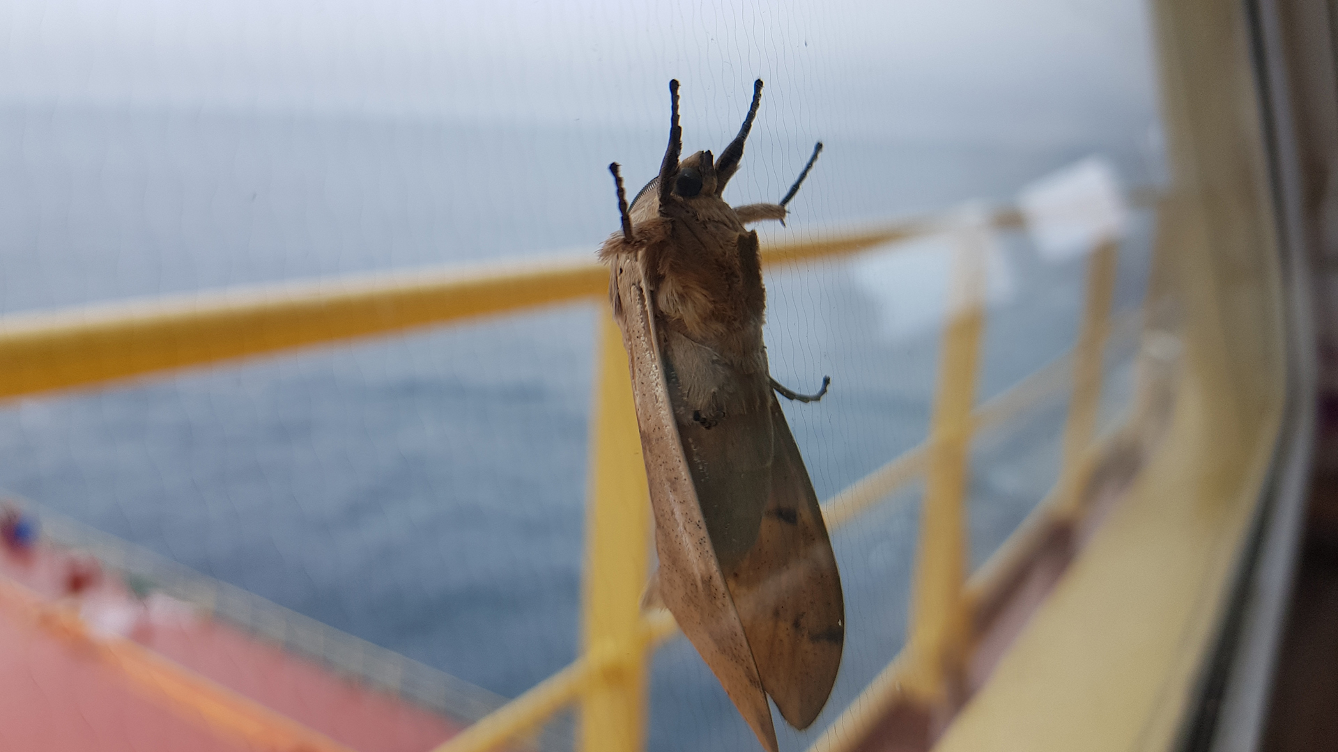 Biosecurity - Insect Infestation on Ships